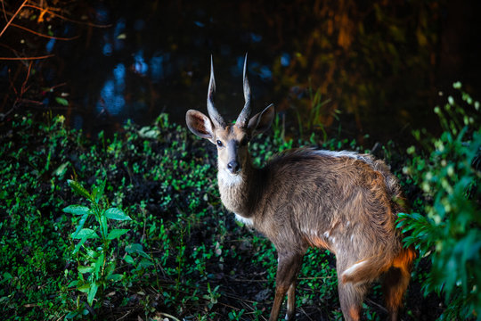 Afbeeldingen over "Bush Buck" – Blader in stockfoto's, vectoren en ...