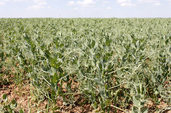รูปภาพLeguminosen – เลือกดูภาพถ่ายสต็อก เวกเตอร์ และวิดีโอ147 | Adobe Stock