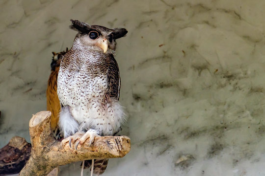 Malayo Images – Browse 55 Stock Photos, Vectors, and Video | Adobe Stock