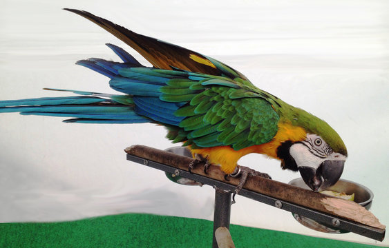 Imagens de Loro – Explore Fotografias do Stock, Vetores e Vídeos de ...