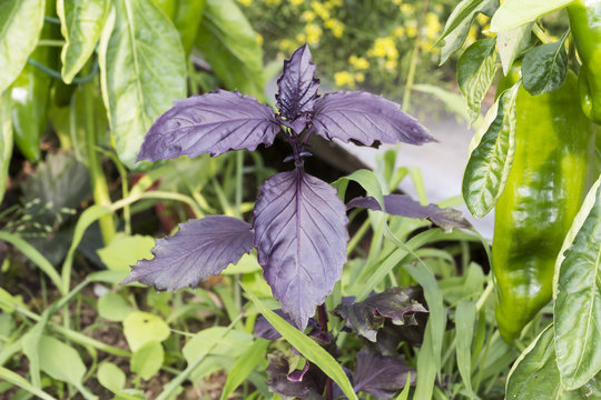 Imagens de Basilicus – Explore Fotografias do Stock, Vetores e Vídeos ...