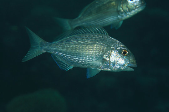 Sarago Immagini - Sfoglia 714 foto, vettoriali e video Stock | Adobe Stock