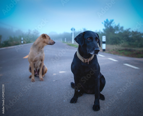 "dog on road" photo libre de droits sur la banque d'images Fotolia.com ...