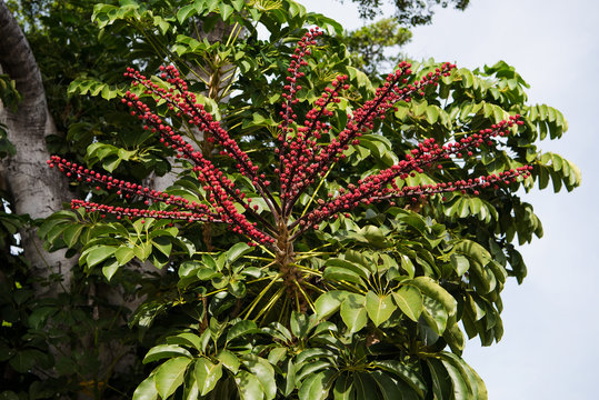 "Octopus Tree" Images – Browse 253 Stock Photos, Vectors, and Video ...