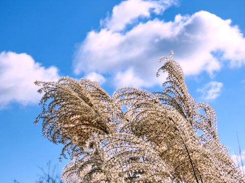 Fluey bilder – Bläddra bland 667 stockfoton, vektorer och videor ...