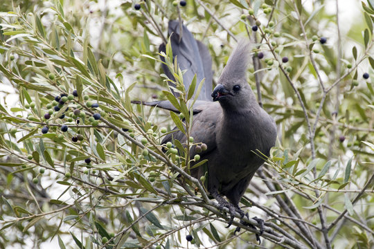 "Grey Lourie" Images – Browse 547 Stock Photos, Vectors, and Video ...