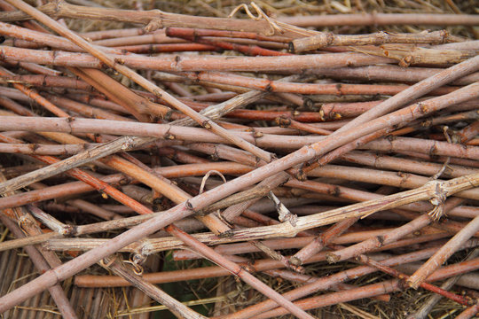 Reisig-Bilder: Stock-Fotos & -Videos. | Adobe Stock