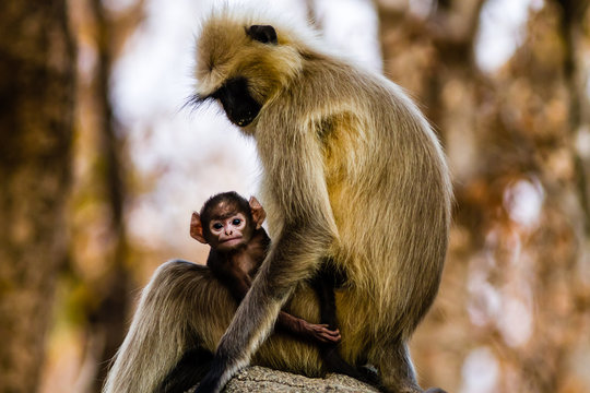 Entello Images – Browse 1 Stock Photos, Vectors, and Video | Adobe Stock