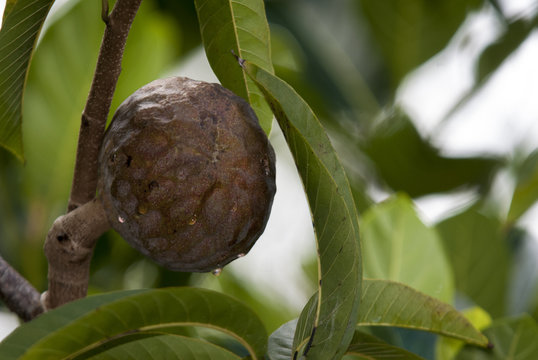 Cachiman Bilder – Durchsuchen 27 Archivfotos, Vektorgrafiken und Videos ...