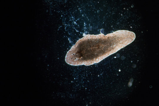 "Flame Cells"-Bilder: Stock-Fotos & -Videos. | Adobe Stock