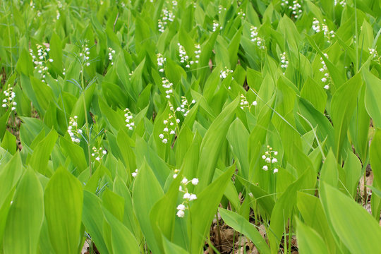 รูปภาพConvallaria – เลือกดูภาพถ่ายสต็อก เวกเตอร์ และวิดีโอ11,229 ...