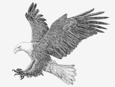 Cool Eagle Drawing