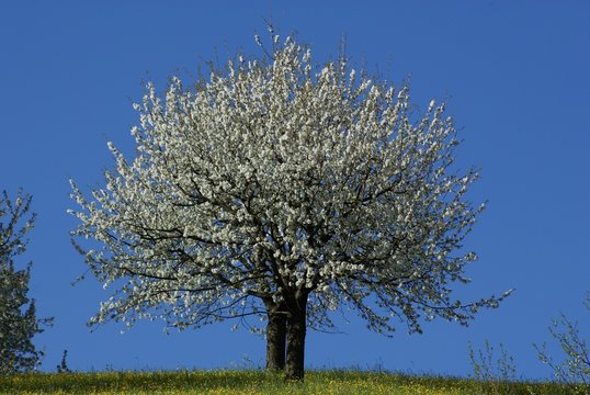 「Kirschenbaum」の写真素材 | 238件の無料イラスト画像 | Adobe Stock