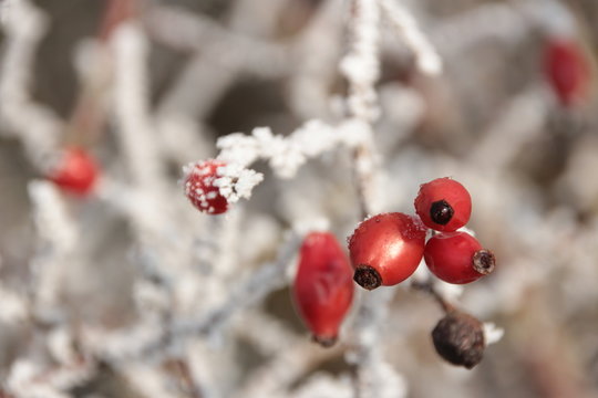 รูปภาพHiffen – เลือกดูภาพถ่ายสต็อก เวกเตอร์ และวิดีโอ326 | Adobe Stock