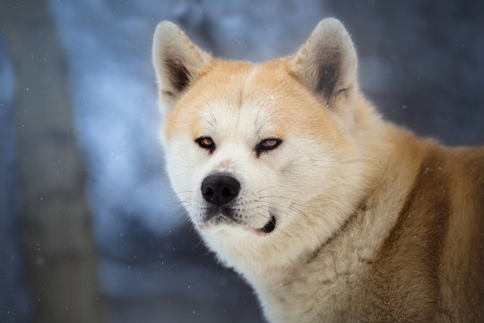 รูปภาพHachi – เลือกดูภาพถ่ายสต็อก เวกเตอร์ และวิดีโอ303 | Adobe Stock