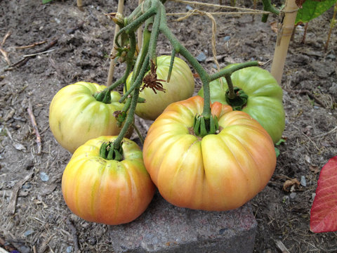 Tomatenstaude Bilder – Durchsuchen 394 Archivfotos, Vektorgrafiken und ...