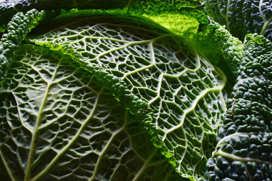 รูปภาพKopfkohl – เลือกดูภาพถ่ายสต็อก เวกเตอร์ และวิดีโอ201 | Adobe Stock