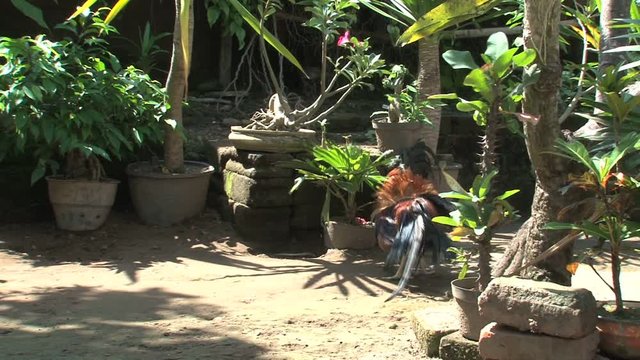 "Rooster Fight" Images – Browse 15,033 Stock Photos, Vectors, and Video ...