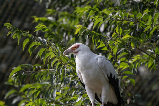 「Palmiste」の写真素材 | 385件の無料イラスト画像 | Adobe Stock