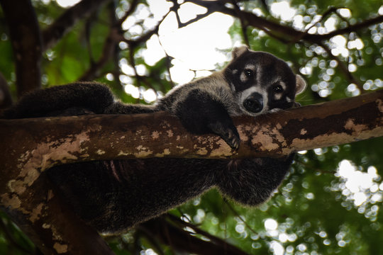 รูปภาพCoatimundi – เลือกดูภาพถ่ายสต็อก เวกเตอร์ และวิดีโอ22,860 | Adobe ...