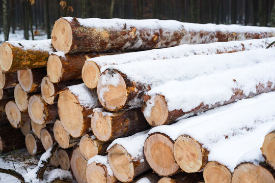 Celuloza Bilder – Durchsuchen 126 Archivfotos, Vektorgrafiken und ...