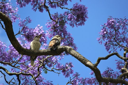 Jacaranda Images – Browse 7,301 Stock Photos, Vectors, and Video ...