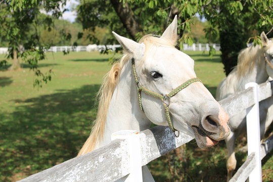 รูปภาพLippizaner – เลือกดูภาพถ่ายสต็อก เวกเตอร์ และวิดีโอ2,052 | Adobe ...