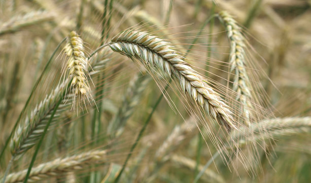 รูปภาพWeichweizen – เลือกดูภาพถ่ายสต็อก เวกเตอร์ และวิดีโอ176 | Adobe Stock