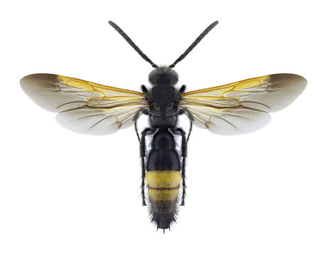 Scoliidae Images – Browse 620 Stock Photos, Vectors, and Video | Adobe ...