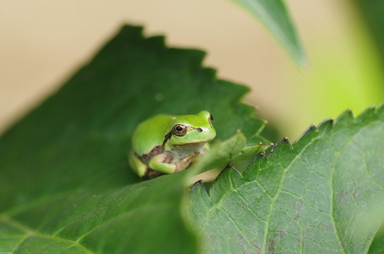 ニホンアマガエル Images – Browse 967 Stock Photos, Vectors, and Video | Adobe Stock