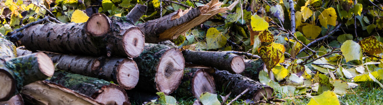 รูปภาพRodungsarbeiten – เลือกดูภาพถ่ายสต็อก เวกเตอร์ และวิดีโอ74 ...