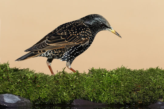 Female Starling Bird