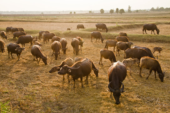 รูปภาพGuar – เลือกดูภาพถ่ายสต็อก เวกเตอร์ และวิดีโอ3,738 | Adobe Stock