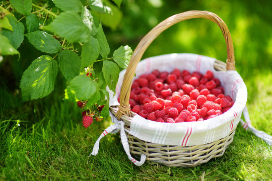 "Raspberry Basket" bilder – Bläddra bland 96 stockfoton, vektorer och ...