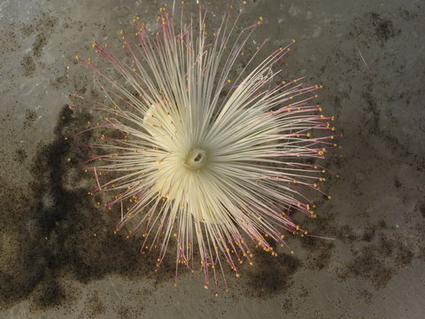 Botong Bilder – Durchsuchen 19 Archivfotos, Vektorgrafiken und Videos ...