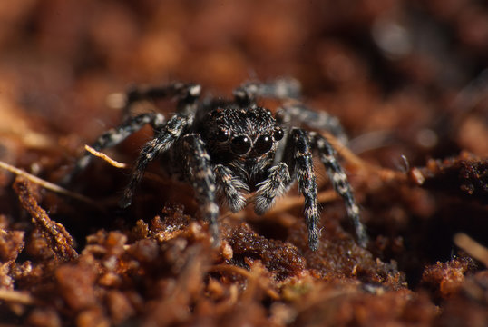 Skakun Images – Browse 94 Stock Photos, Vectors, and Video | Adobe Stock