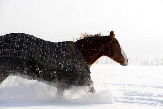「Westernpferd」の画像 - 1,372 件の Stock 写真、ベクターおよびビデオ | Adobe Stock