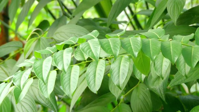 Imágenes de Bangkiling: descubre bancos de fotos, ilustraciones ...