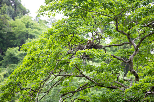 รูปภาพTreetop – เลือกดูภาพถ่ายสต็อก เวกเตอร์ และวิดีโอ177,982 | Adobe Stock