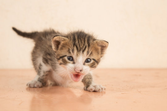 Gatico Images – Browse 48 Stock Photos, Vectors, and Video | Adobe Stock