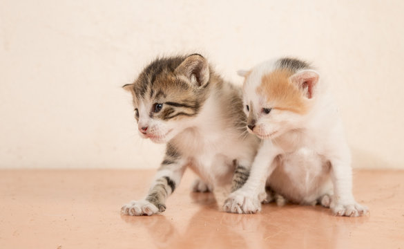 Morrongo Images – Browse 45 Stock Photos, Vectors, and Video | Adobe Stock