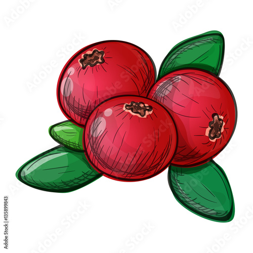 "Colorful sketch style illustration of cranberry on a white background ...