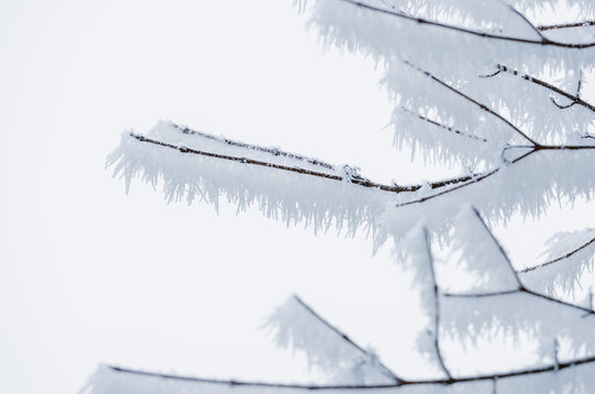 รูปภาพ"Tanne – เลือกดูภาพถ่ายสต็อก เวกเตอร์ และวิดีโอ100,958 | Adobe Stock