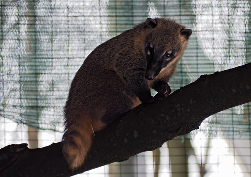 Nosuh Bilder – Durchsuchen 25 Archivfotos, Vektorgrafiken und Videos ...