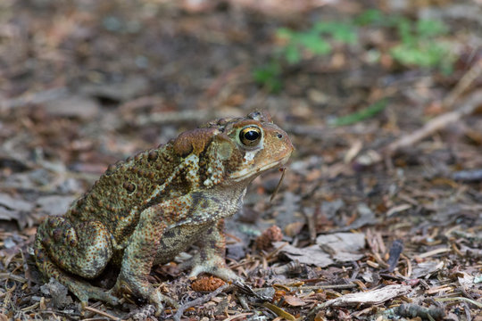 Crapeau Images – Browse 53 Stock Photos, Vectors, and Video | Adobe Stock