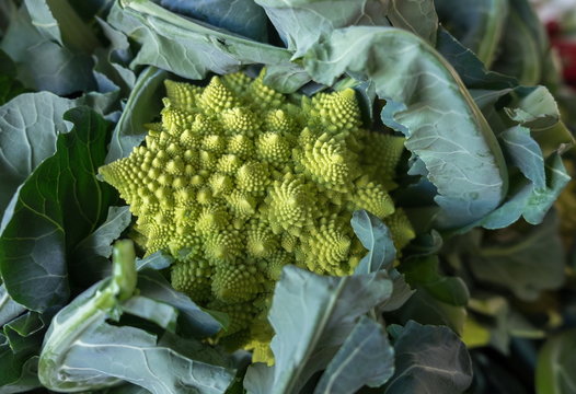 Romanescu Bilder – Durchsuchen 409 Archivfotos, Vektorgrafiken und ...