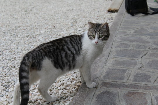 Perplesso Images – Browse 200 Stock Photos, Vectors, and Video | Adobe ...