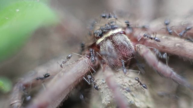 "Cane Spider" Images – Browse 309 Stock Photos, Vectors, and Video ...