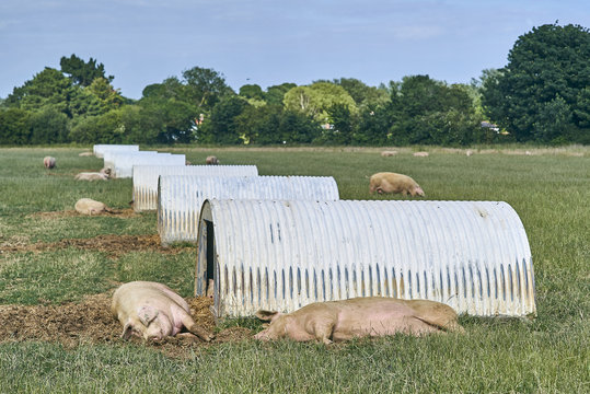 รูปภาพPiggery – เลือกดูภาพถ่ายสต็อก เวกเตอร์ และวิดีโอ12,174 | Adobe Stock