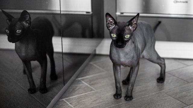 Spink-Bilder: Stock-Fotos & -Videos. | Adobe Stock